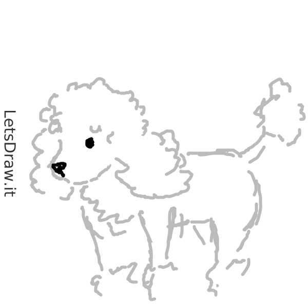 How to draw poodle / hdixxnmz6.png / LetsDrawIt