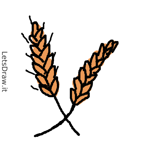 How to draw wheat / hqy7xd6at.png / LetsDrawIt