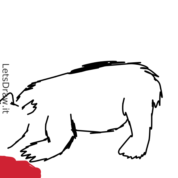 How to draw polar bear / htu6x1nr.png / LetsDrawIt