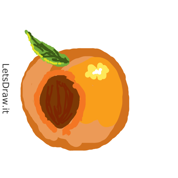 How to draw apricot / idnyo19jq.png / LetsDrawIt