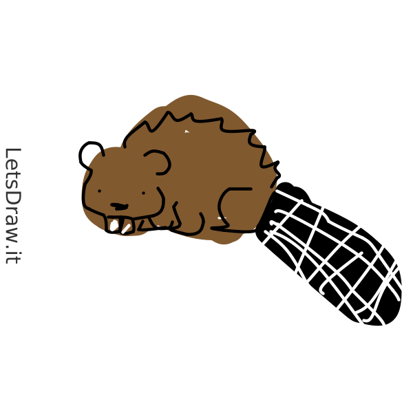 How to draw beaver / jhcwnoza6.png / LetsDrawIt