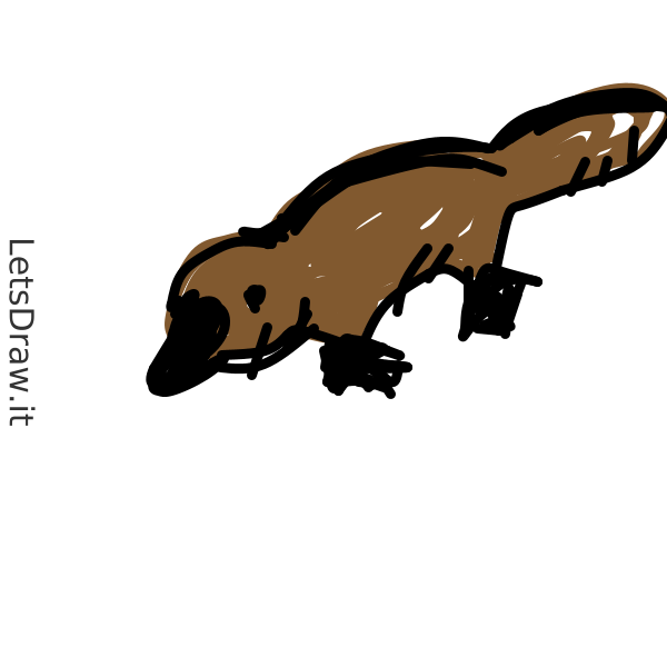 How to draw platypus / jo8uoyt4.png / LetsDrawIt
