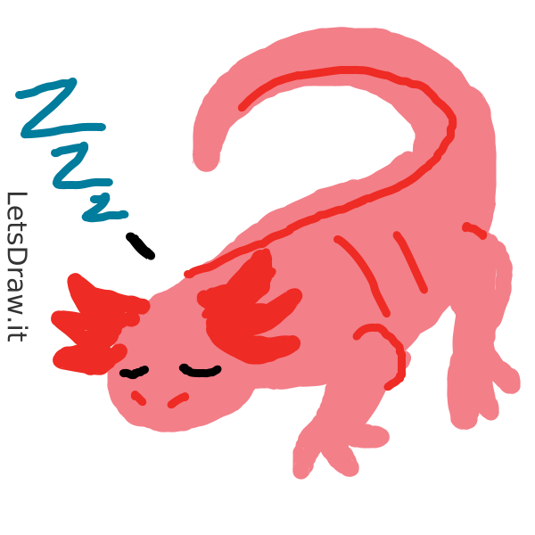 How to draw animal / k5nnxc5pn.png / LetsDrawIt