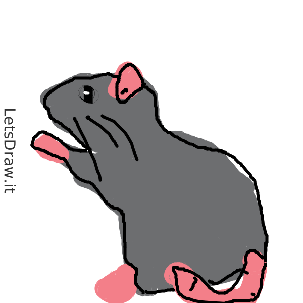 How to draw rat / khcexxfjb.png / LetsDrawIt