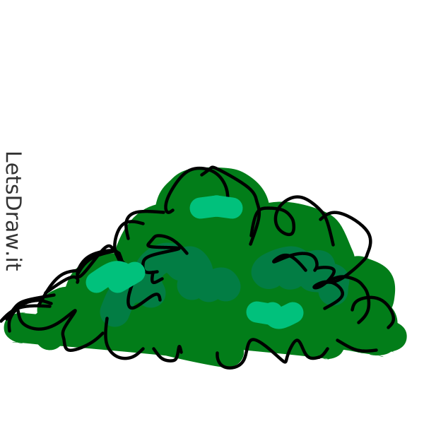 How to draw bush / mnz7psn4u.png / LetsDrawIt