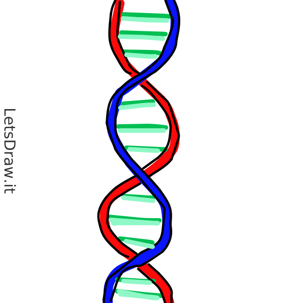 How to draw string of DNA / nrakjd6xo.png / LetsDrawIt