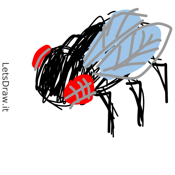 How to draw fly / o3fjfot1d.png / LetsDrawIt