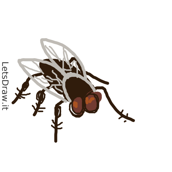 How to draw fly / p4tor9h7.png / LetsDrawIt