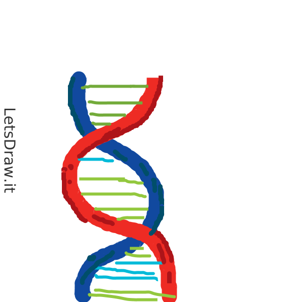 How to draw string of DNA / pdcmtfu6q.png / LetsDrawIt