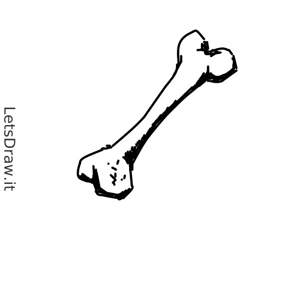 How to draw bone / LetsDrawIt