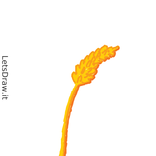 How to draw wheat / pk9z1myjr.png / LetsDrawIt