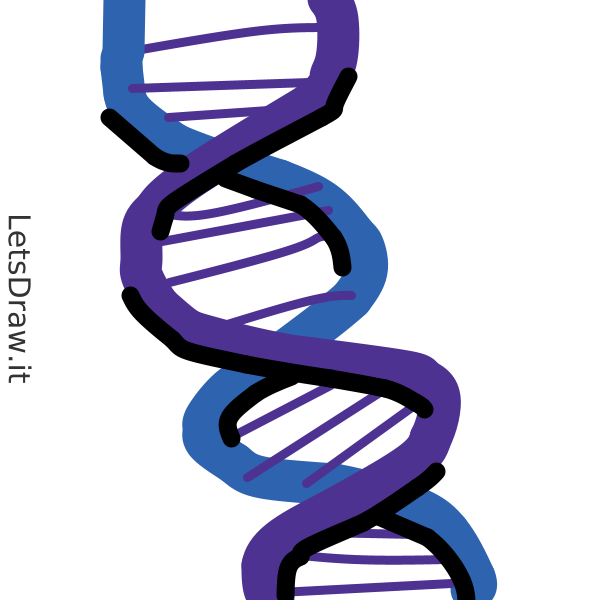 How to draw DNA / pwk1bdi3y.png / LetsDrawIt