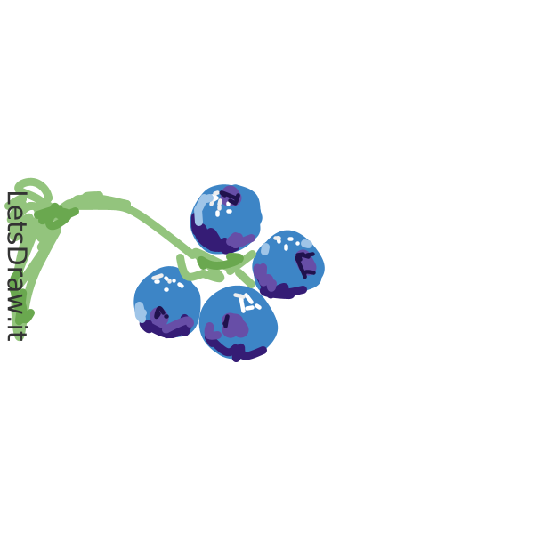 How to draw blueberry / pzekfaq67.png / LetsDrawIt