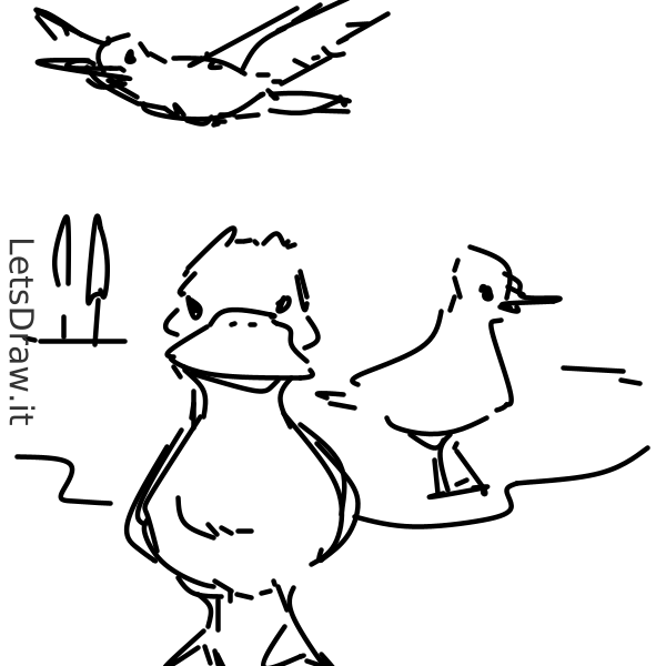 How to draw ducks / qsqfpjk8k.png / LetsDrawIt