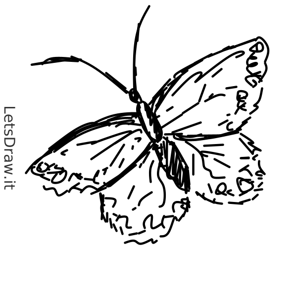 How to draw butterfly / re4pf7ypi.png / LetsDrawIt
