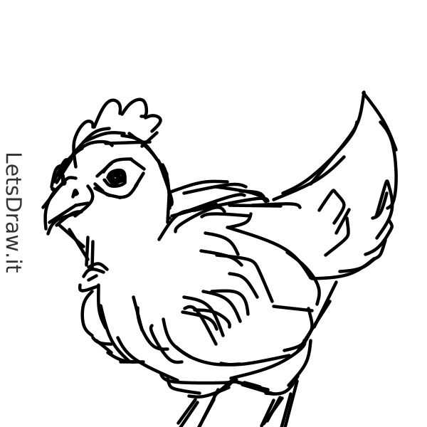 How to draw hen / rttf681f.png / LetsDrawIt