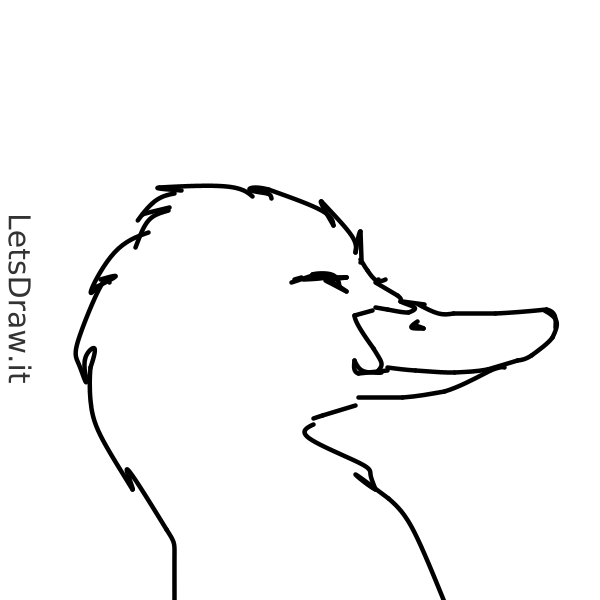 How to draw ducks / rw47gnb57.png / LetsDrawIt