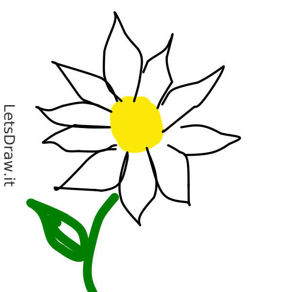 How to draw daisy / rw88bc63j.png / LetsDrawIt