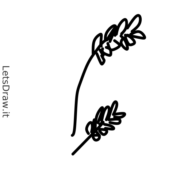 How to draw wheat / s37icjbry.png / LetsDrawIt