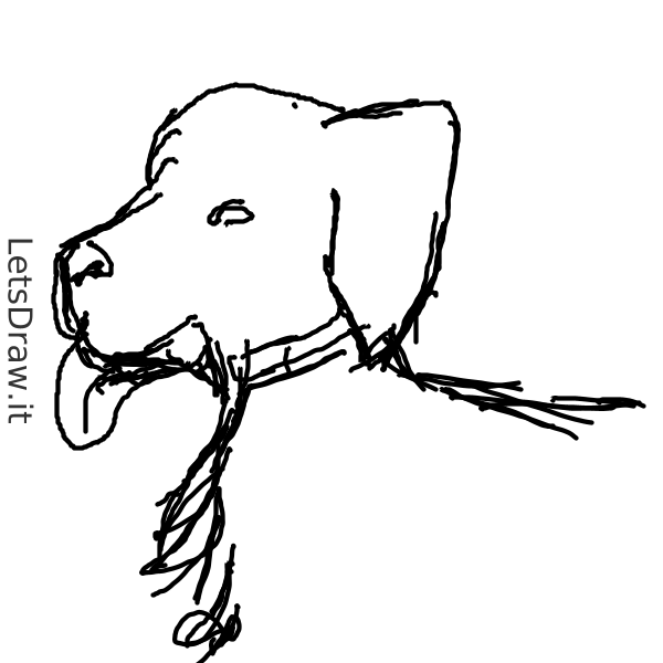 How to draw pet / LetsDrawIt
