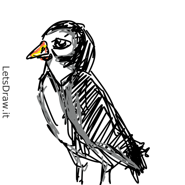 How to draw penguin / t116jfm3.png / LetsDrawIt