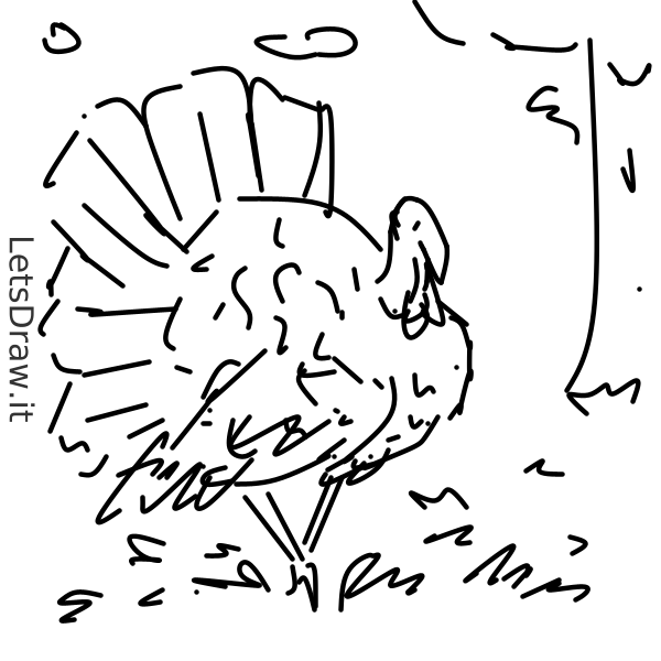 How to draw turkey / tk8xjn5t.png / LetsDrawIt
