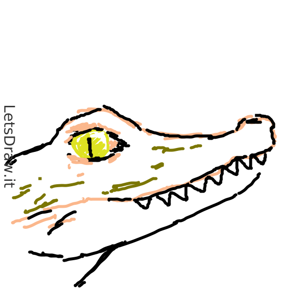 How to draw alligator / tqgx1g9a1.png / LetsDrawIt