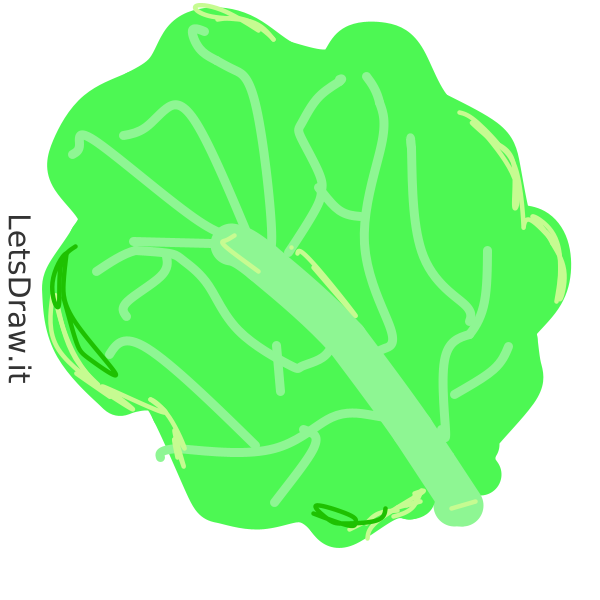How to draw lettuce / tu6spkzjn.png / LetsDrawIt