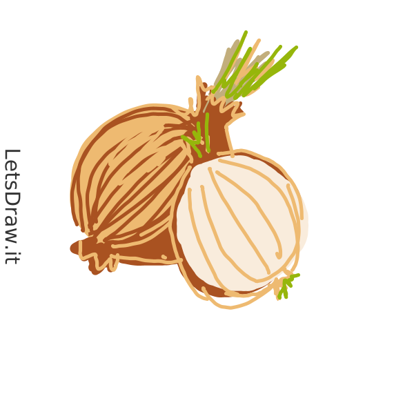How to draw onion / twmujtbnt.png / LetsDrawIt