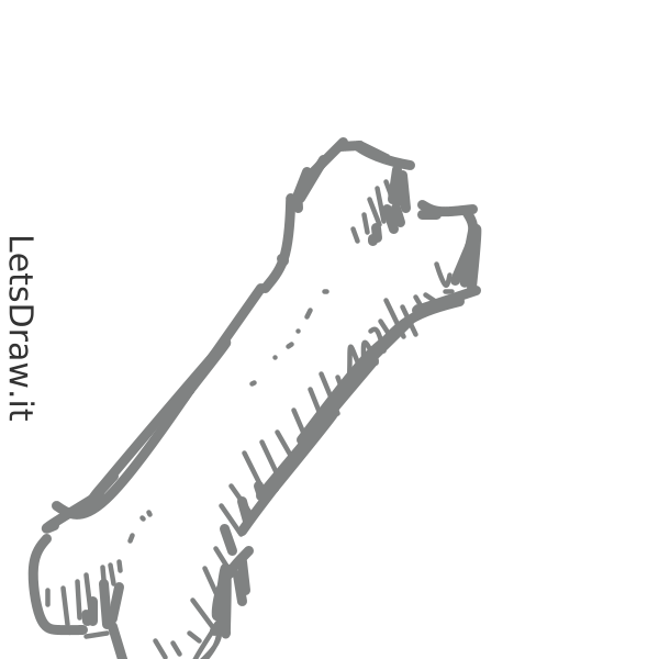 How to draw bone / u13er3ru.png / LetsDrawIt