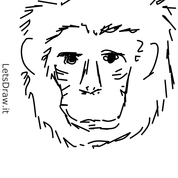 How to draw monkey / u9e9nr975.png / LetsDrawIt
