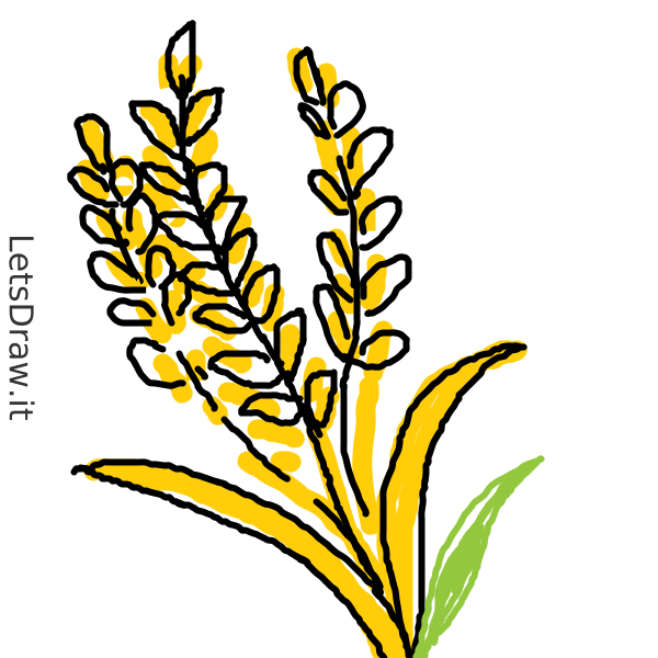How to draw wheat / w1wxqx9nt.png / LetsDrawIt