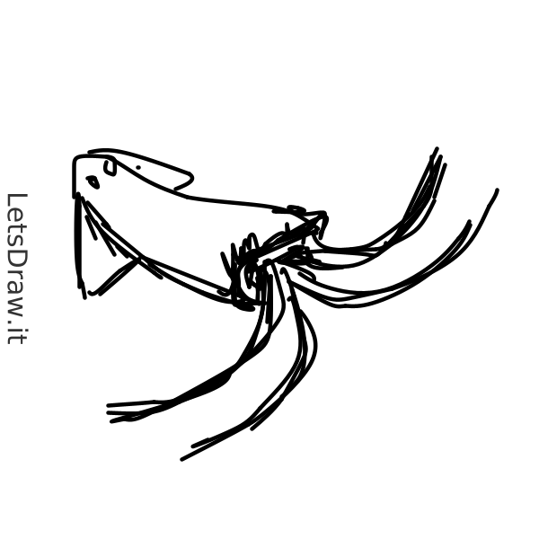 How to draw squid / wmjmnfe1x.png / LetsDrawIt