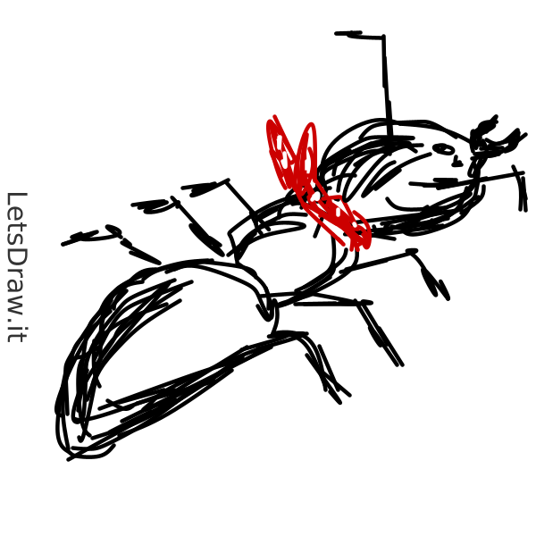 How to draw ant / x4jidjpkw.png / LetsDrawIt