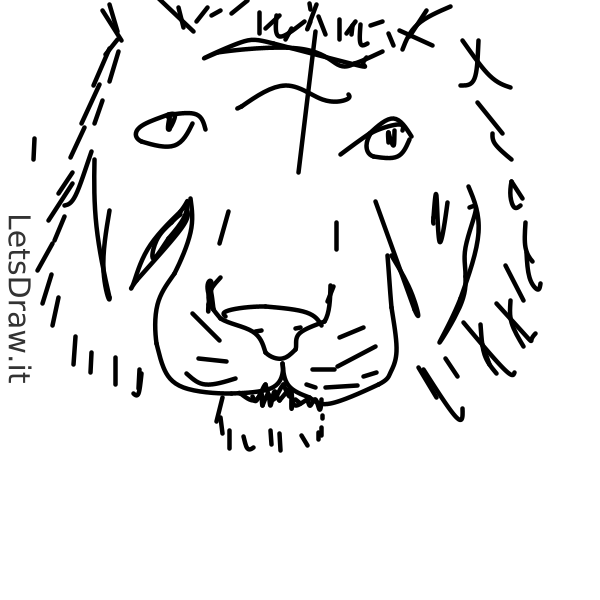 How to draw a tiger / xaccdpniw.png / LetsDrawIt