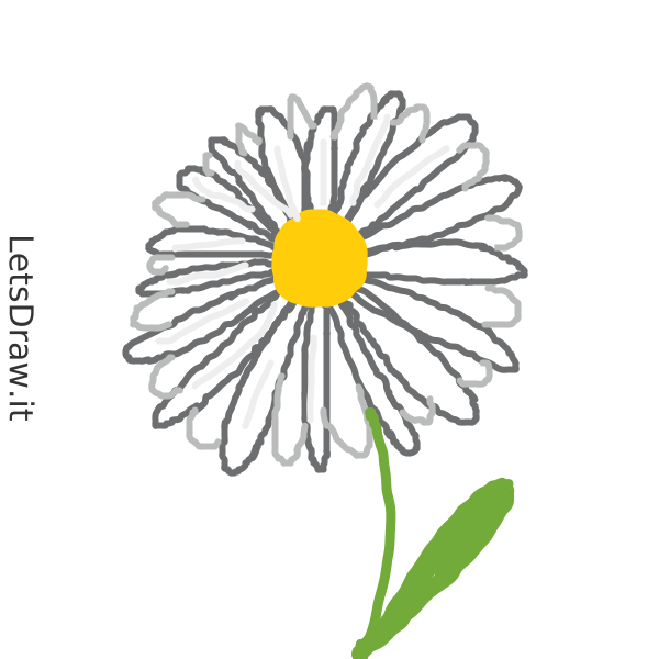 How to draw daisy / xachxhimx.png / LetsDrawIt