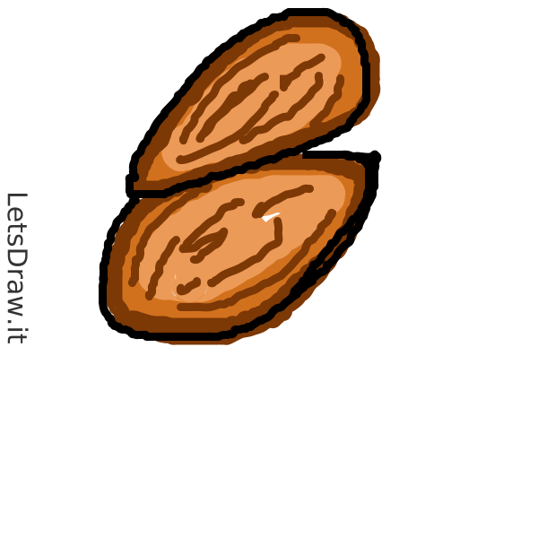 How to draw almond / xnrkqzpo7.png / LetsDrawIt