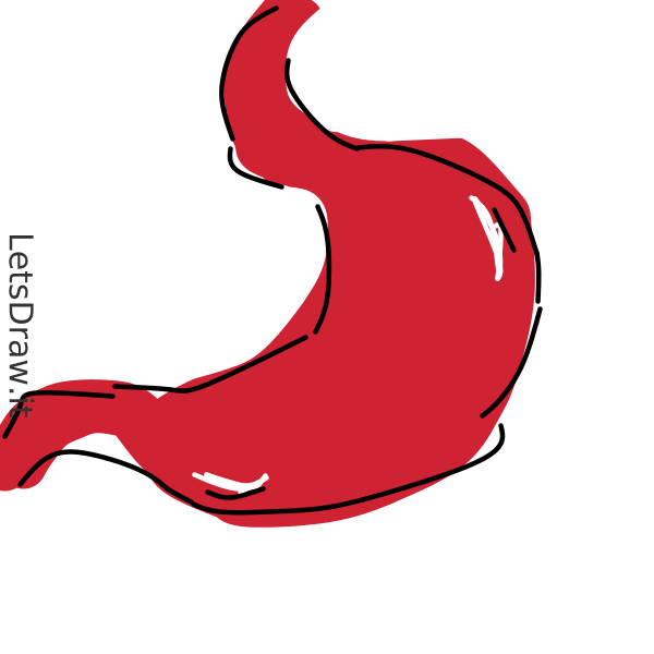 How to draw stomach / xy8in8uqx.png / LetsDrawIt