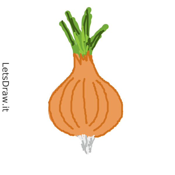 How to draw onion / y57ropmq8.png / LetsDrawIt