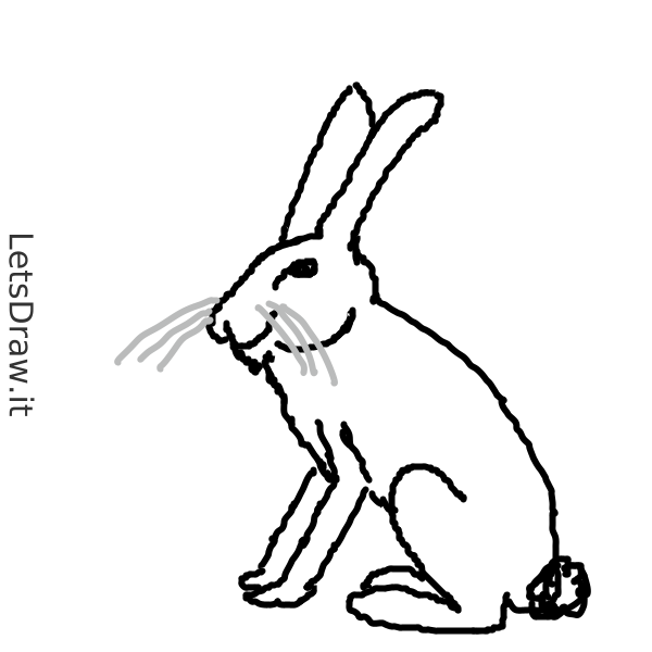 How to draw hare / y89wt5mkk.png / LetsDrawIt