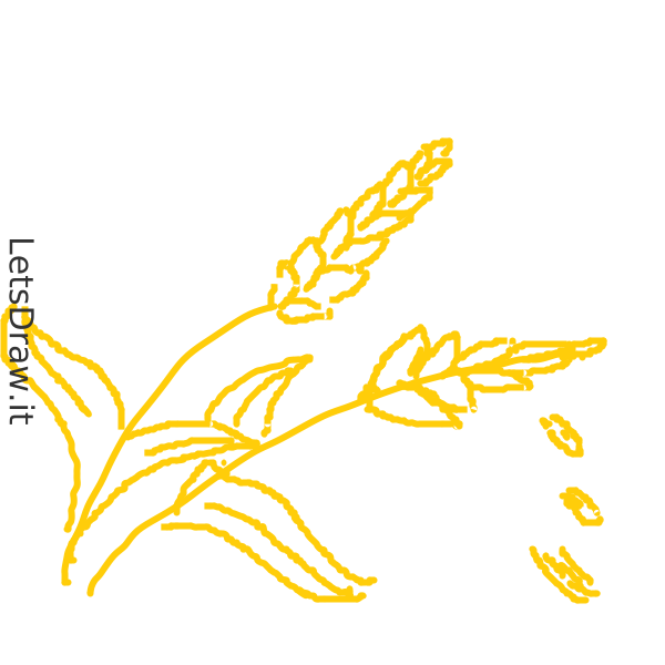 How to draw wheat / yh7hoq463.png / LetsDrawIt