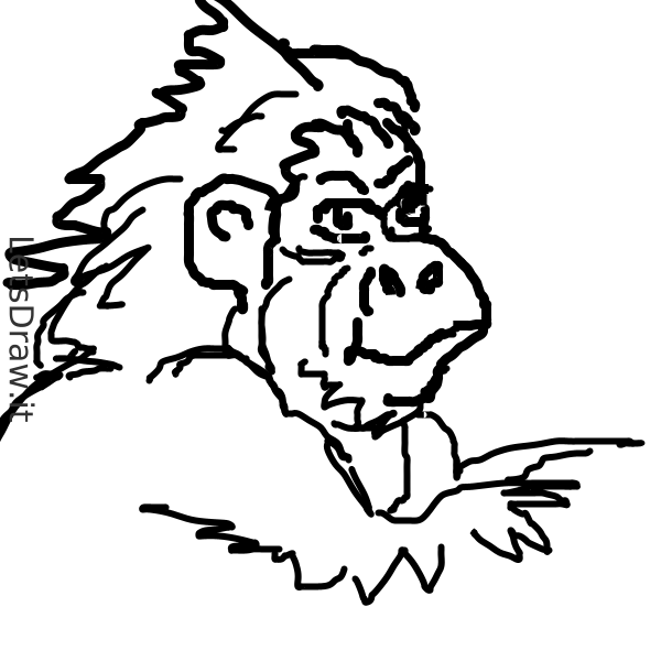 How to draw ape / yhfexch6f.png / LetsDrawIt