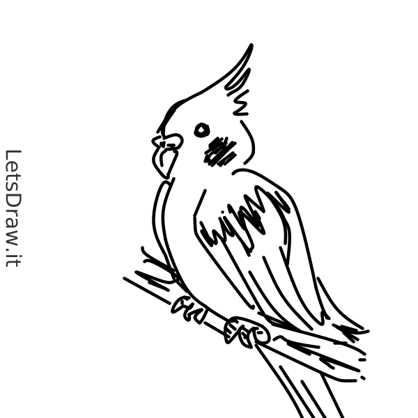 How to draw parakeet / LetsDrawIt