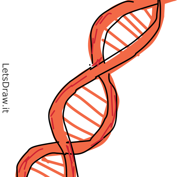 How to draw DNA / z818bcji8.png / LetsDrawIt