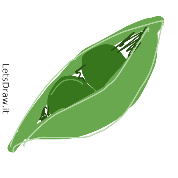 How to draw pea / zy7f88ftx.png / LetsDrawIt