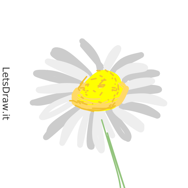 How to draw daisy / zzohdozb7.png / LetsDrawIt
